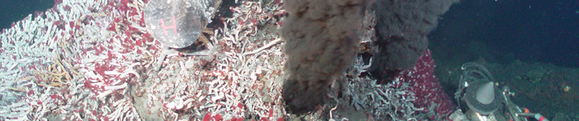 SRB - Sulfur or Sulfate Reducing Bacteria