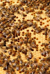 Water Treatment - ecofriendly and sustainable since 1996 Merus Ring