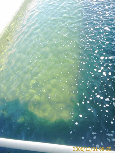Algae in cooling water- what to do to minimize or get rid of them