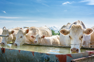 » Farm animals with good water require less feed