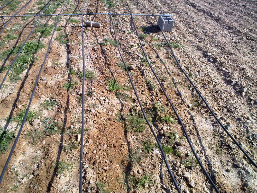 » High salinity soil – avoiding and remediation