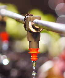 Drip irrigation works more efficiently using Merus Rings