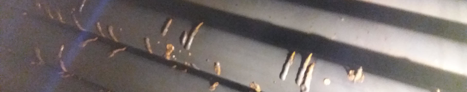 Pitting Corrosion Boiler Tubing stopped